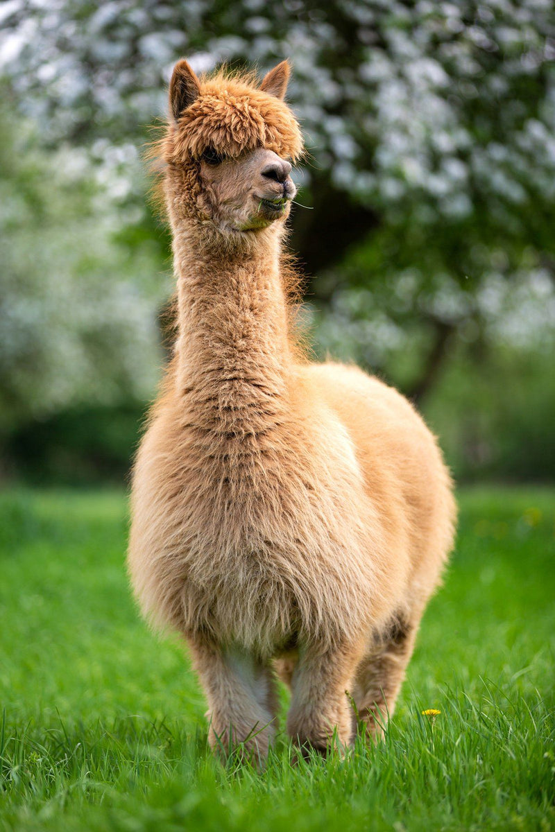 6 Surprising Traits of Alpaca Fiber – Smooth Alpaca Fashion